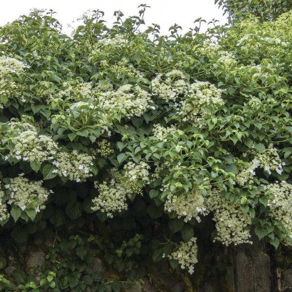Hydrangea – Climbing - 5 gallon staked