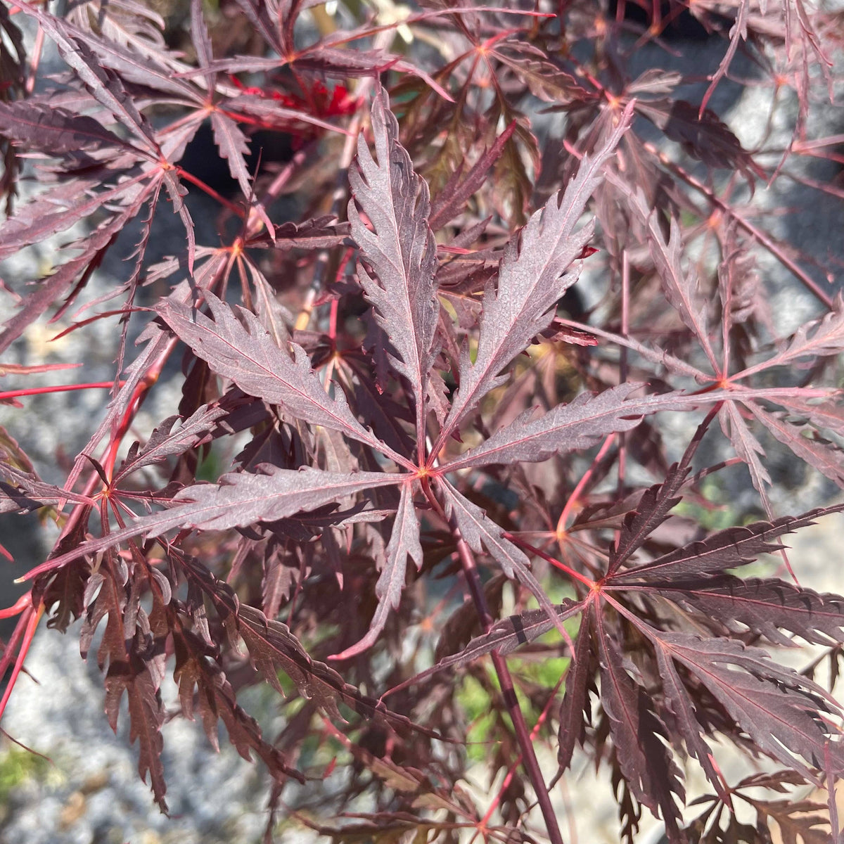 Japanese Maple - Tamukeyama - 12-inch Box