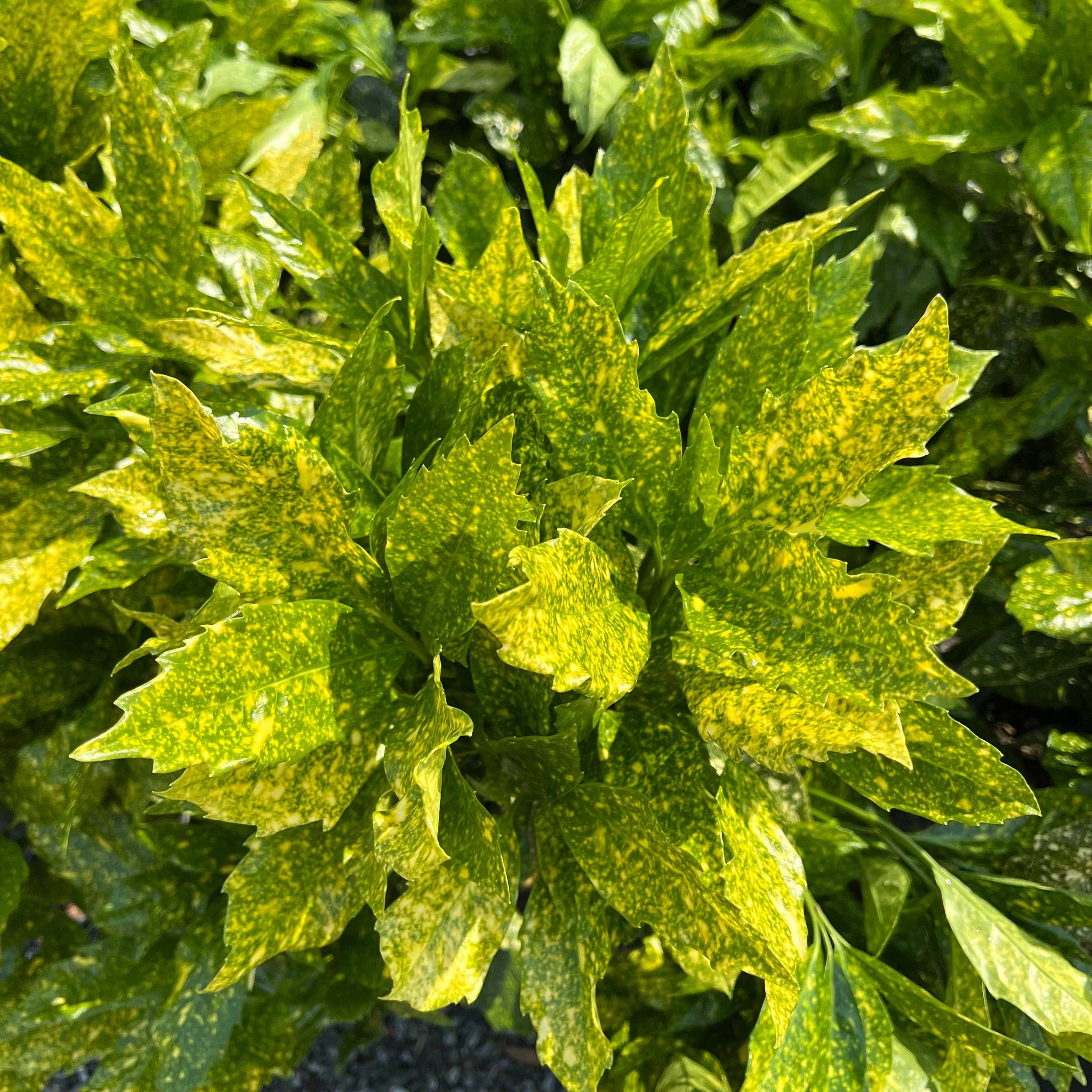 Aucuba - Gold Dust - 5 gallon