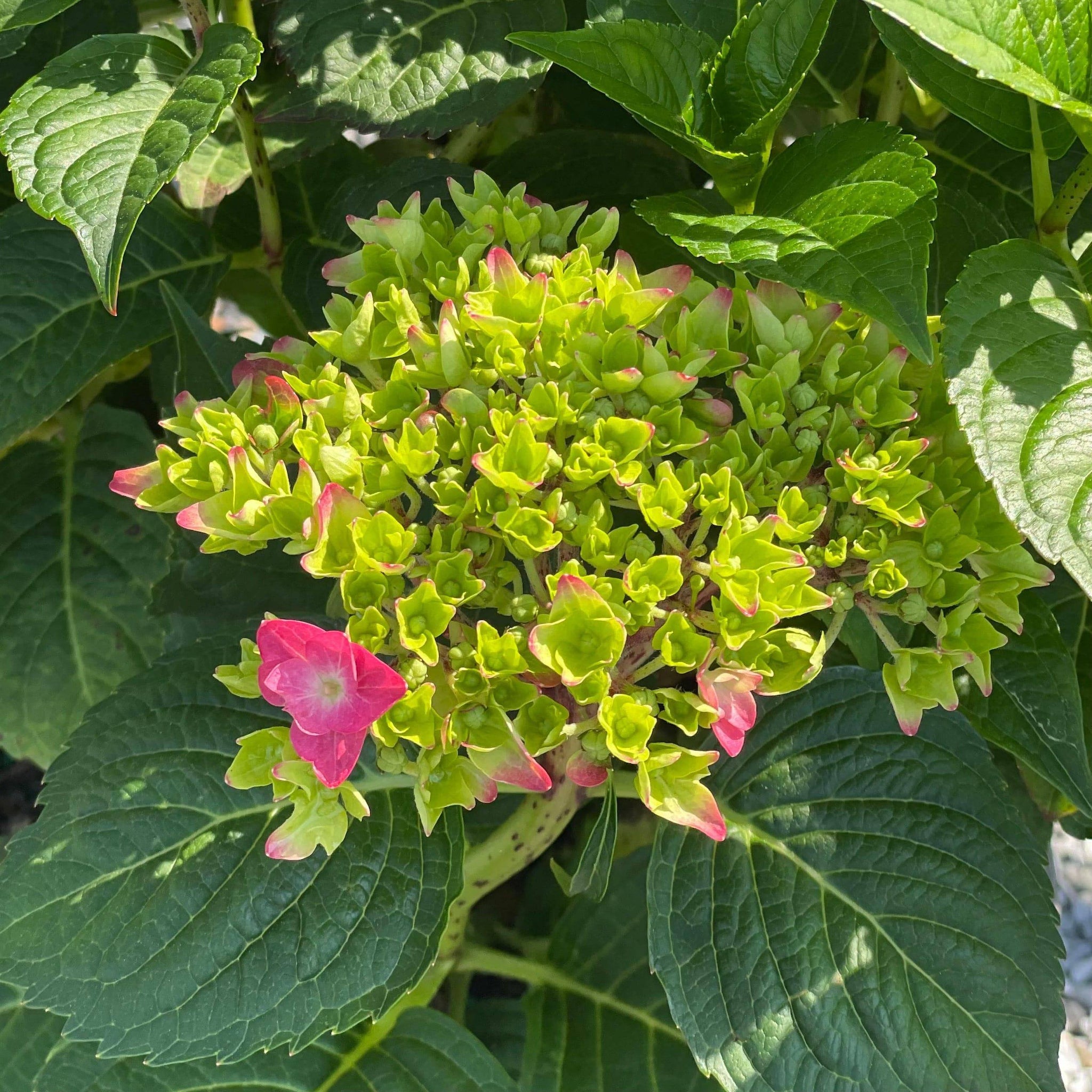 Hydrangea - Summer Crush® - 5 gallon