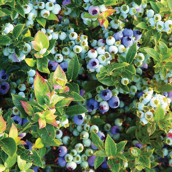 Blueberry - Jelly Bean - 2 Gallon