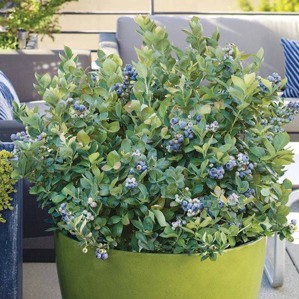 Blueberry - Peach Sorbet - 2 Gallon