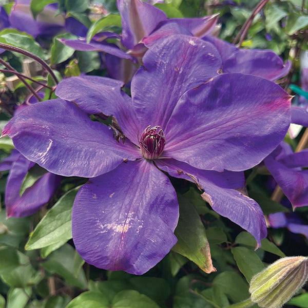 Clematis – Sapphire Indigo - 5 gallon