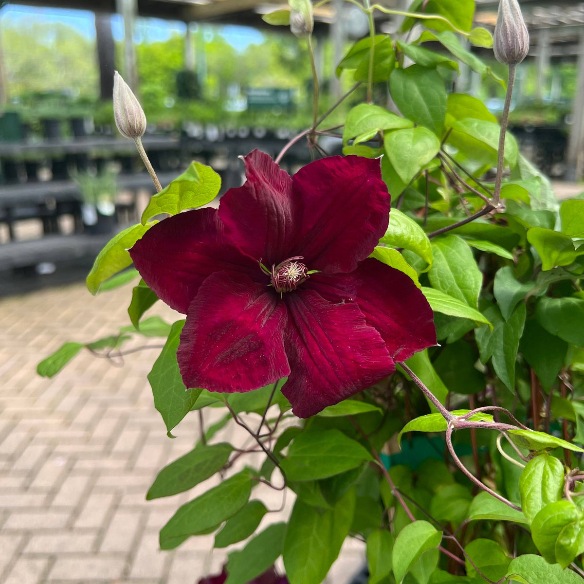 Clematis - Rouge Cardinal - 5 gallon