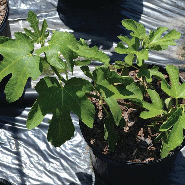 Fig - Chicago Hardy - 5 Gallon