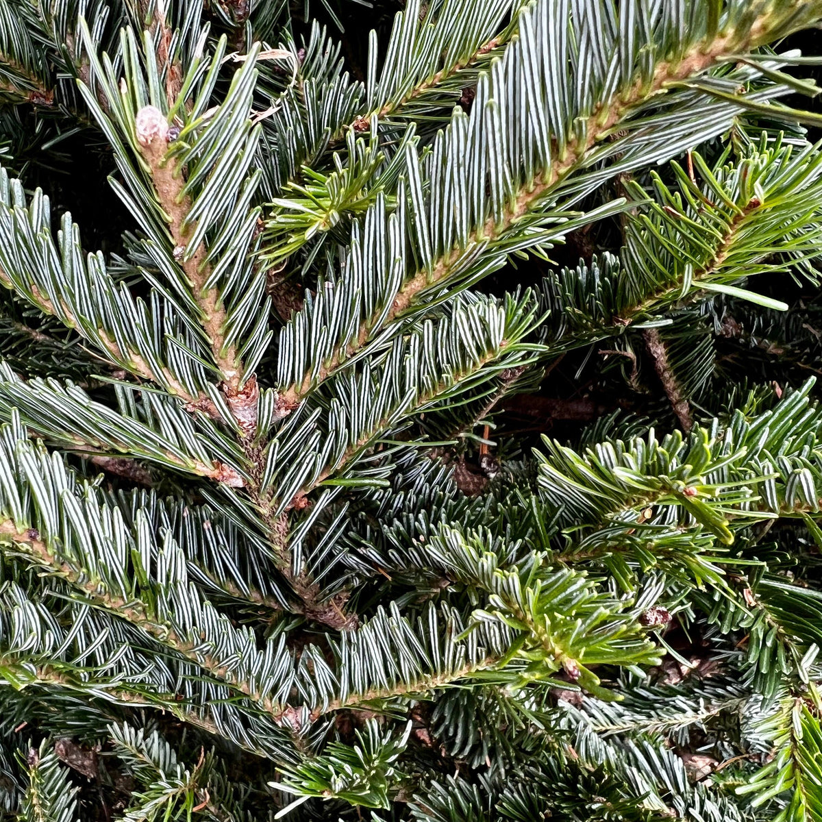 Premium Fraser Fir Real Christmas Tree 10-12 ft. SOLD OUT