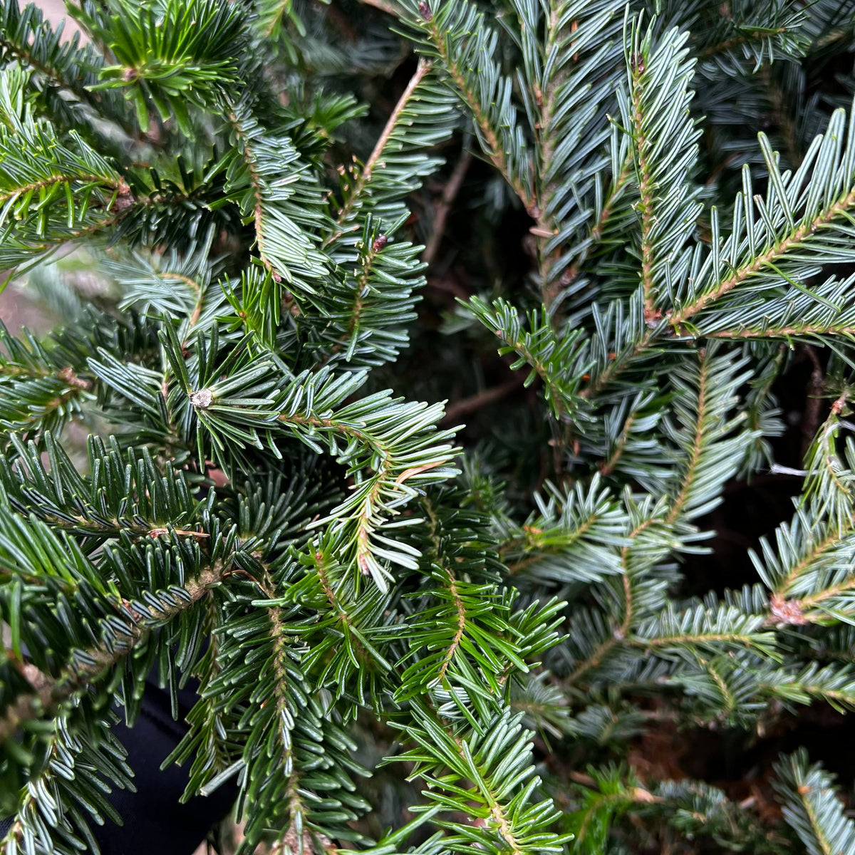Premium Fraser Fir Real Christmas Tree 8-10 ft.
