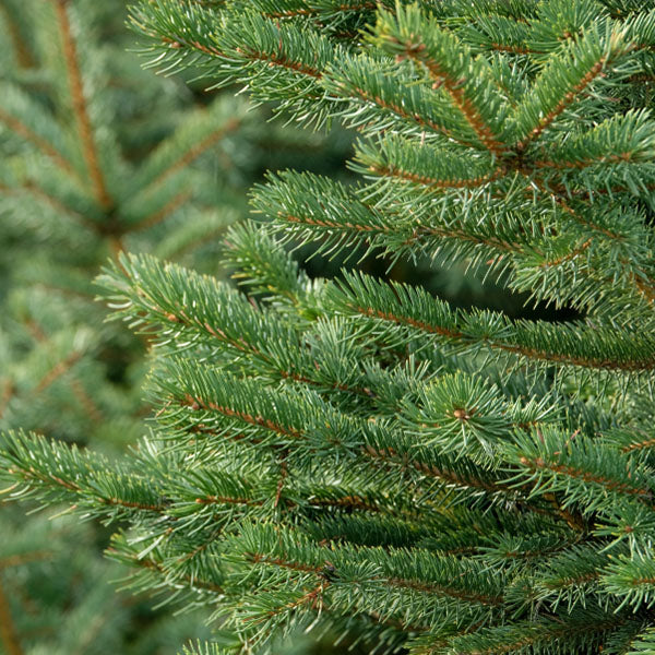 Premium Fraser Fir Real Christmas Tree 9-10 ft.