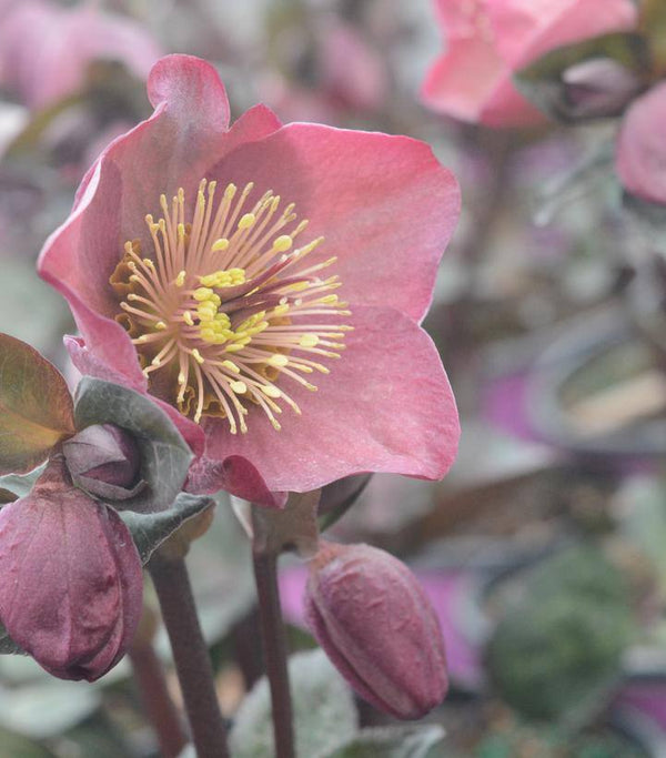 Hellebore Penny's Pink - 1 gallon