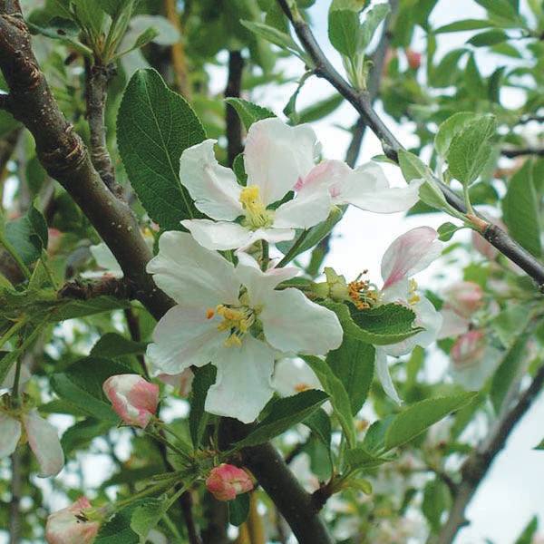 Apple Tree - Red Delicious - 7 Gallon
