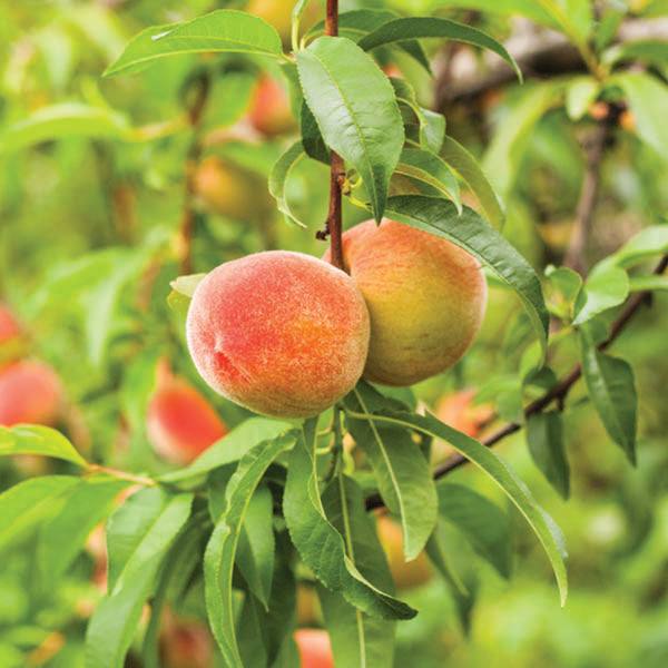 Peach - Reliance - 7 Gallon