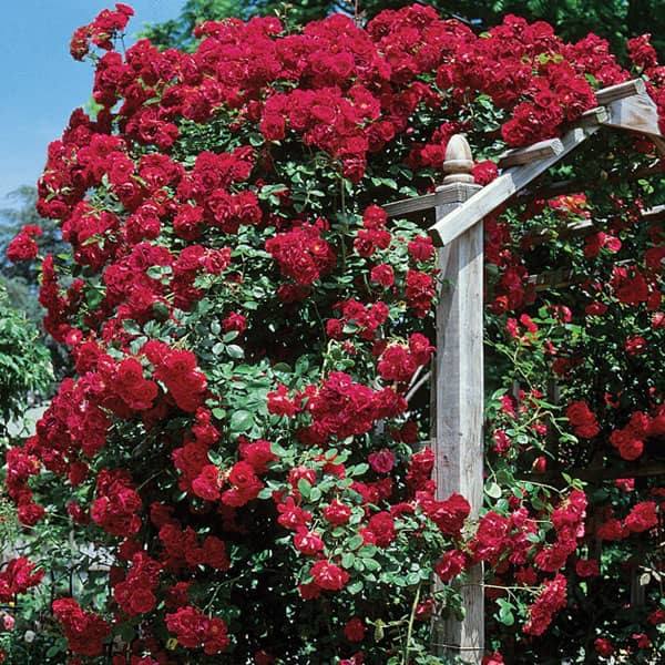 Rose - Climbing Blaze - 3 Gallon