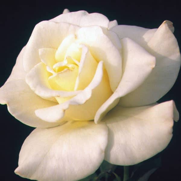 Rose - Hybrid Tea - John F. Kennedy - 3 Gallon