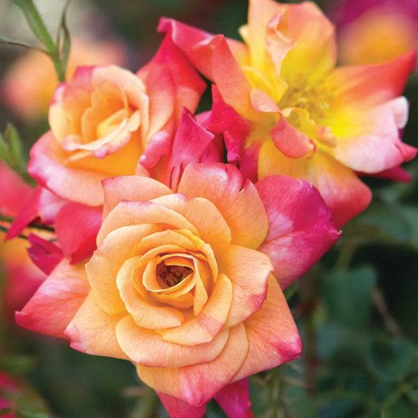 Rose - Climbing - Joseph's Coast - 3 Gallon