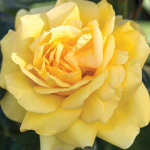 Rose - Hybrid Tea - Michelangelo™ - 3 Gallon
