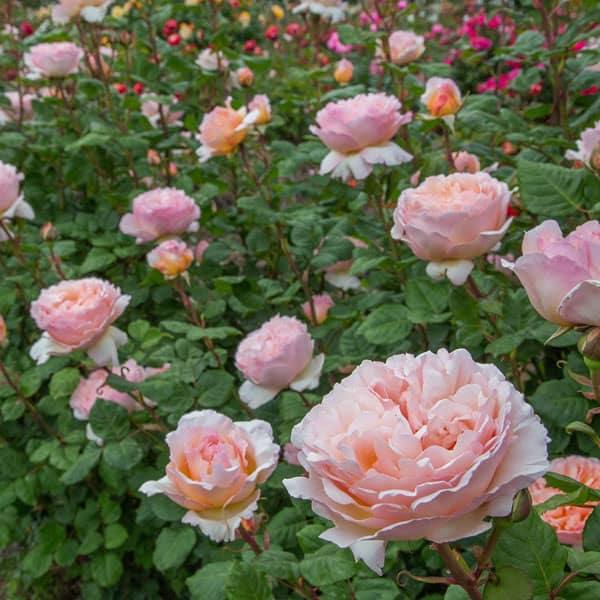 Rose - Hybrid Tea - Princesse Charlene de Monaco® - 3 Gallon