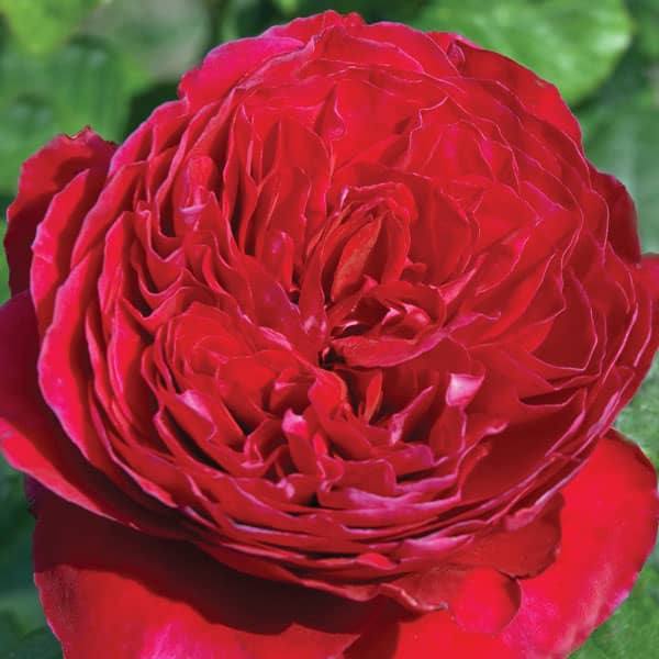 Rose - Hybrid tea - Rouge Royale™ - 3 Gallon