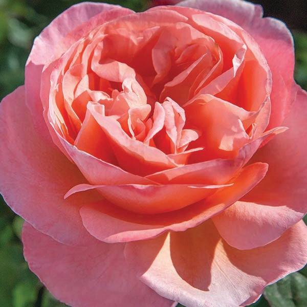 Rose - Hybird Tea - Sweet Mademoiselle™ - 3 Gallon