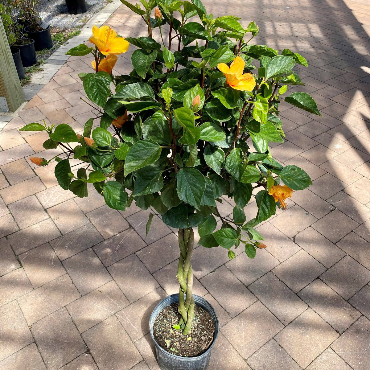 Tropical Hibiscus - Braided - 8-inch Pot