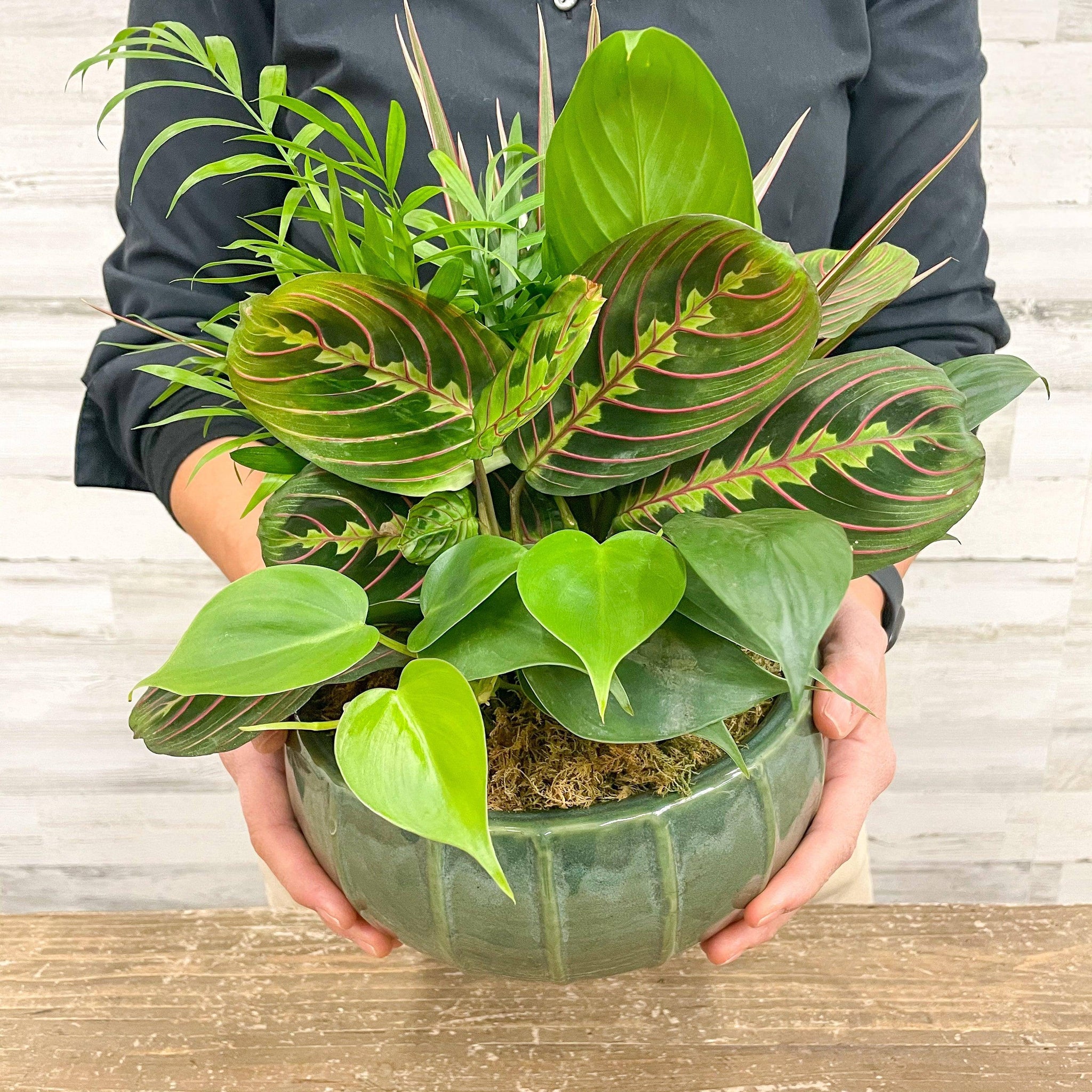 Foliage Dish Garden Planter - Assorted - 10-inch - Ceramic Pot