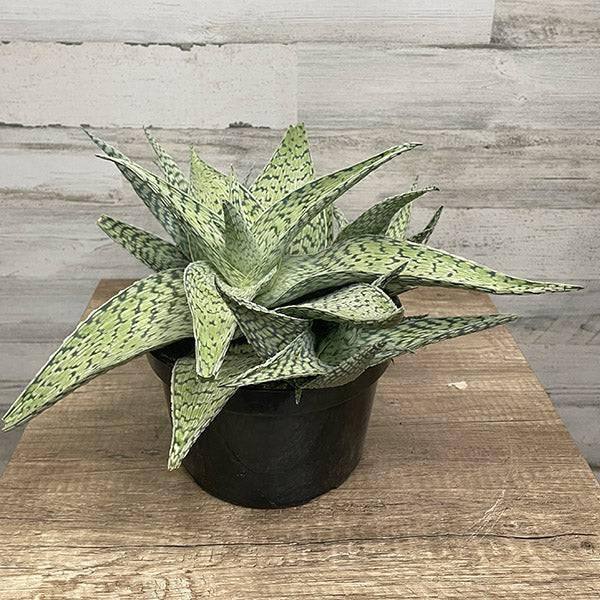 Aloe - Delta Lights - 8-inch pot