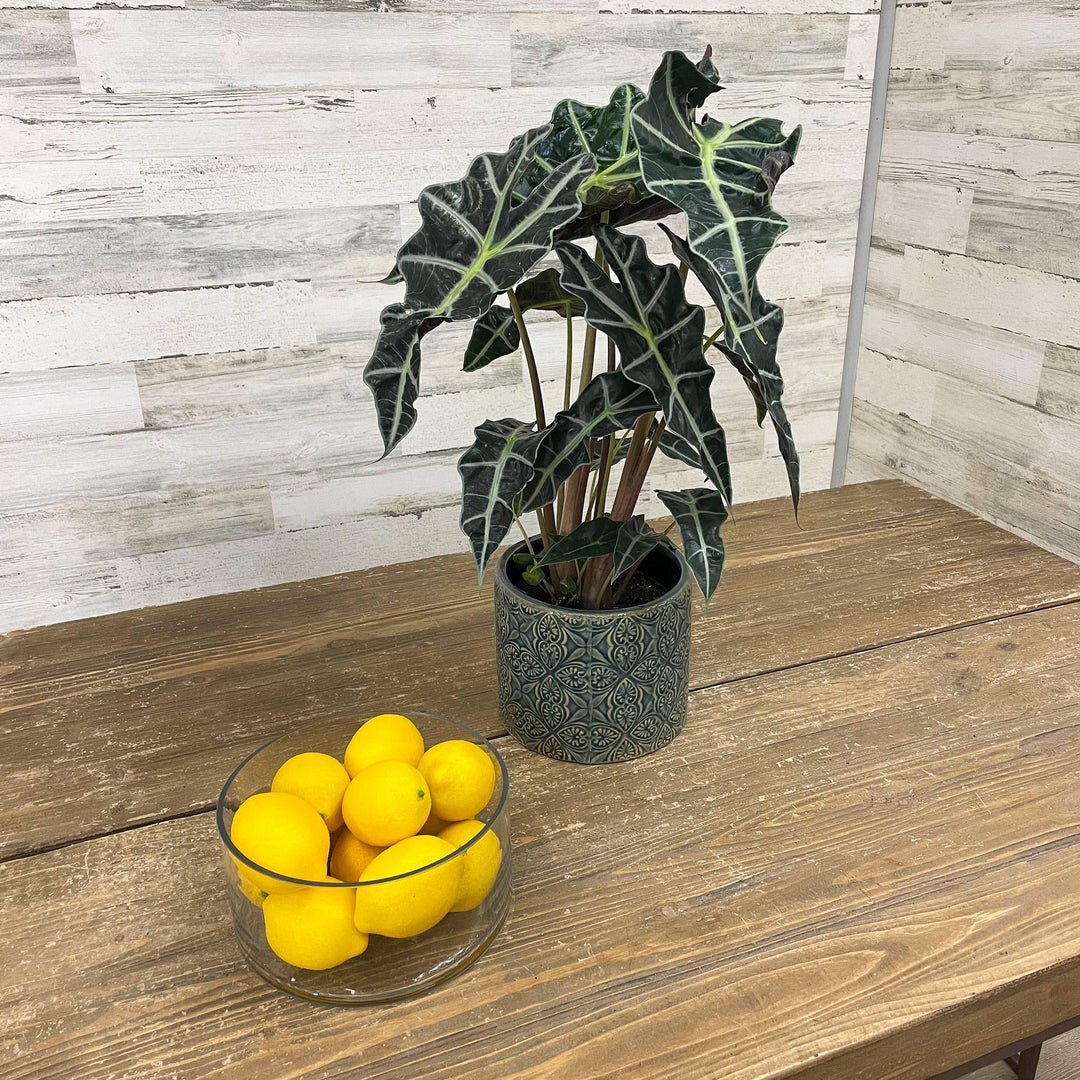 Best Indoor Plants for Sale on Long Island | Hicks Nurseries