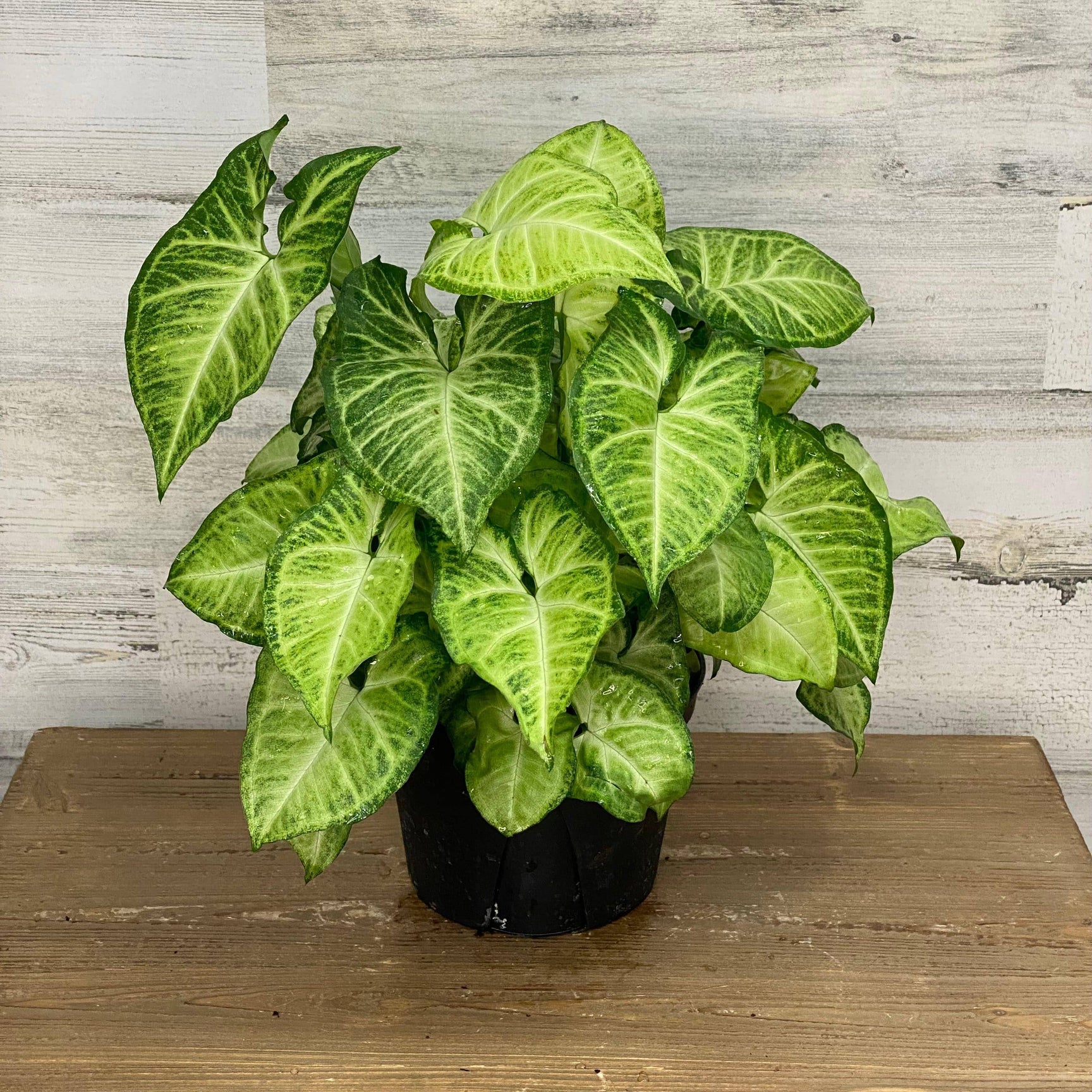 Best Indoor Plants for Sale on Long Island | Hicks Nurseries