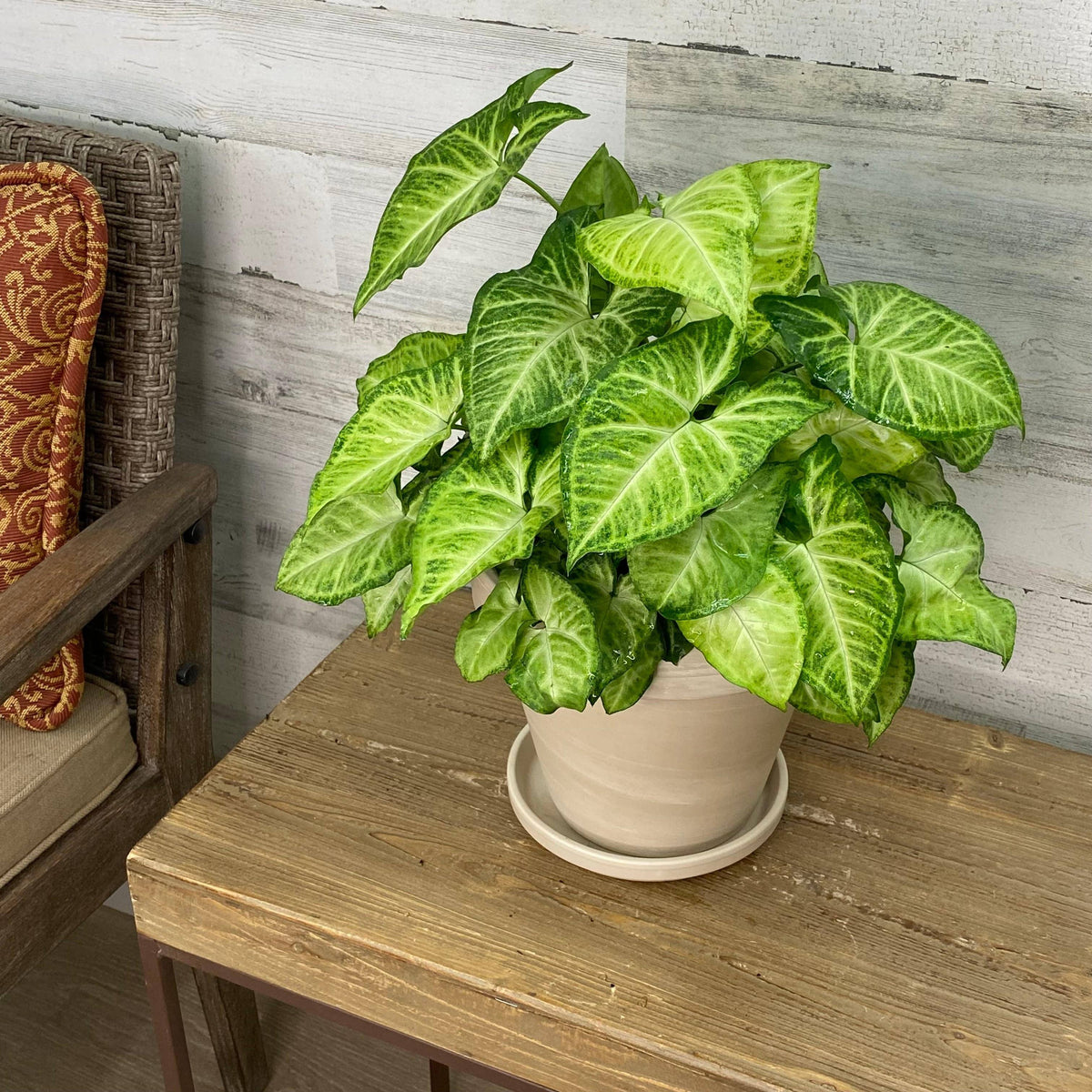 Arrowhead Plant - 6-inch Pot