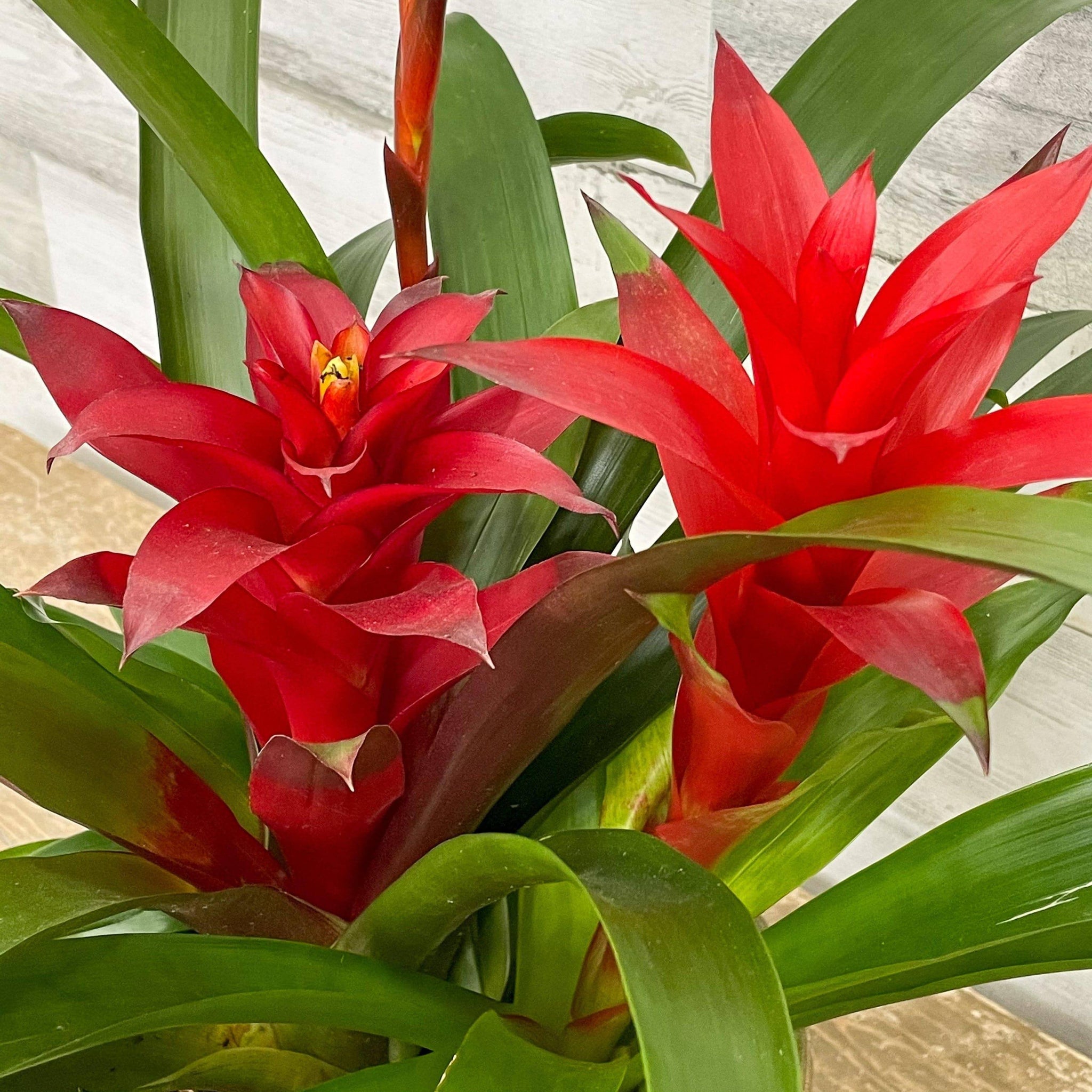Bromeliad Triple - Guzmania - 6-inch - Ceramic Pot