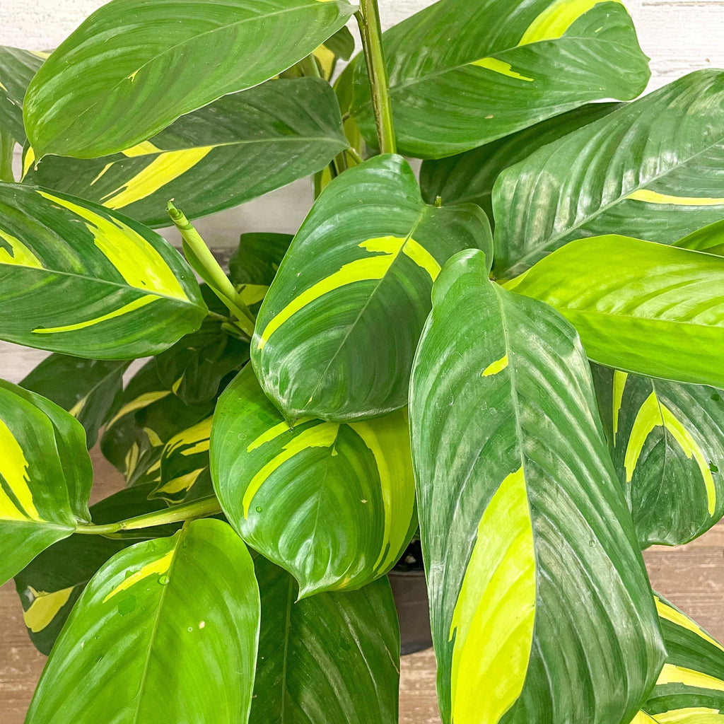 Calathea