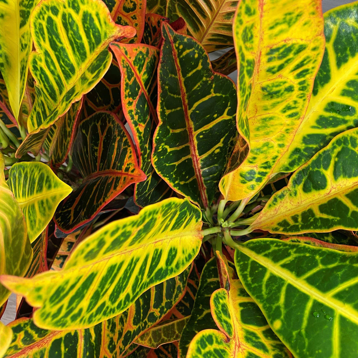 Croton - 10-inch Pot