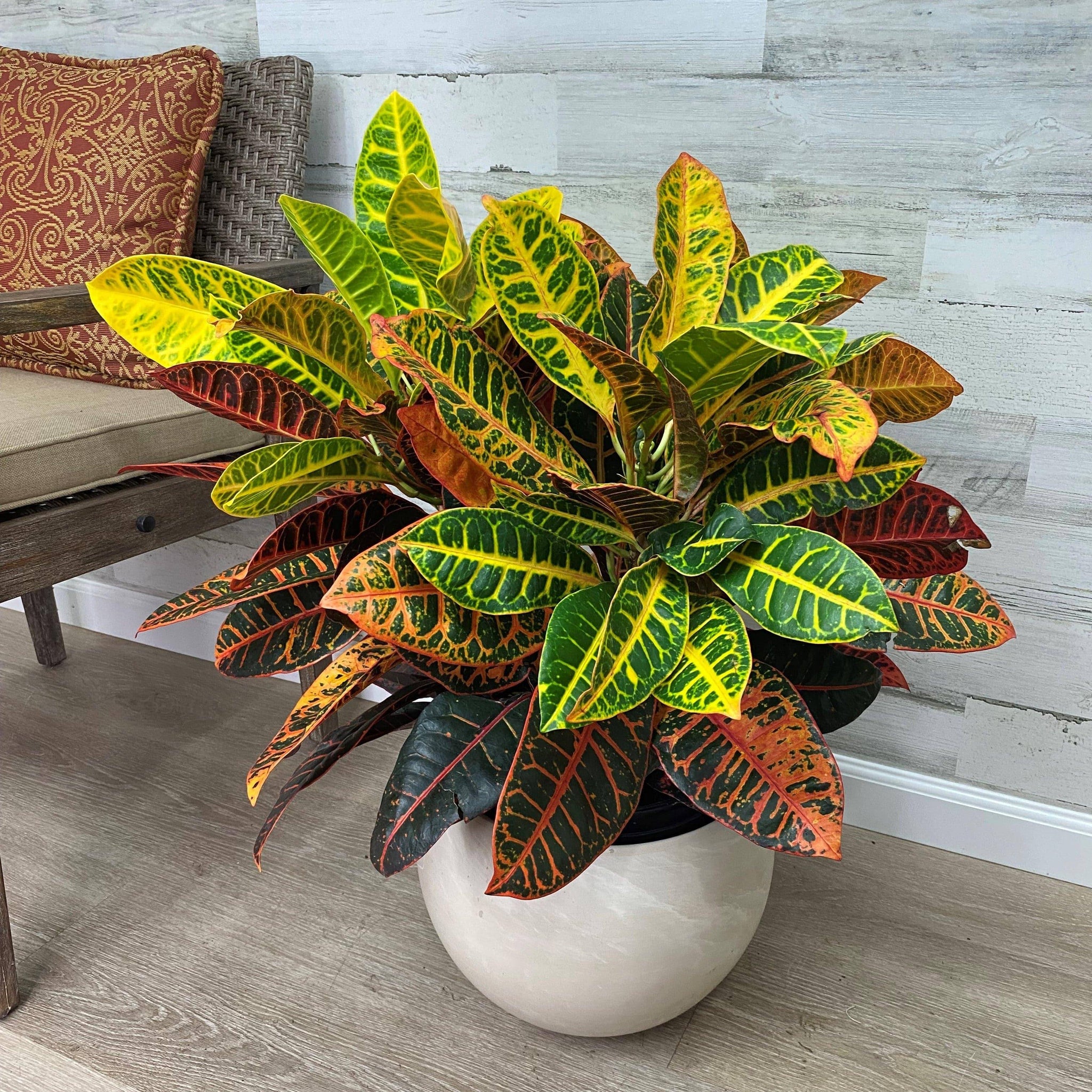Croton - 10-inch Pot