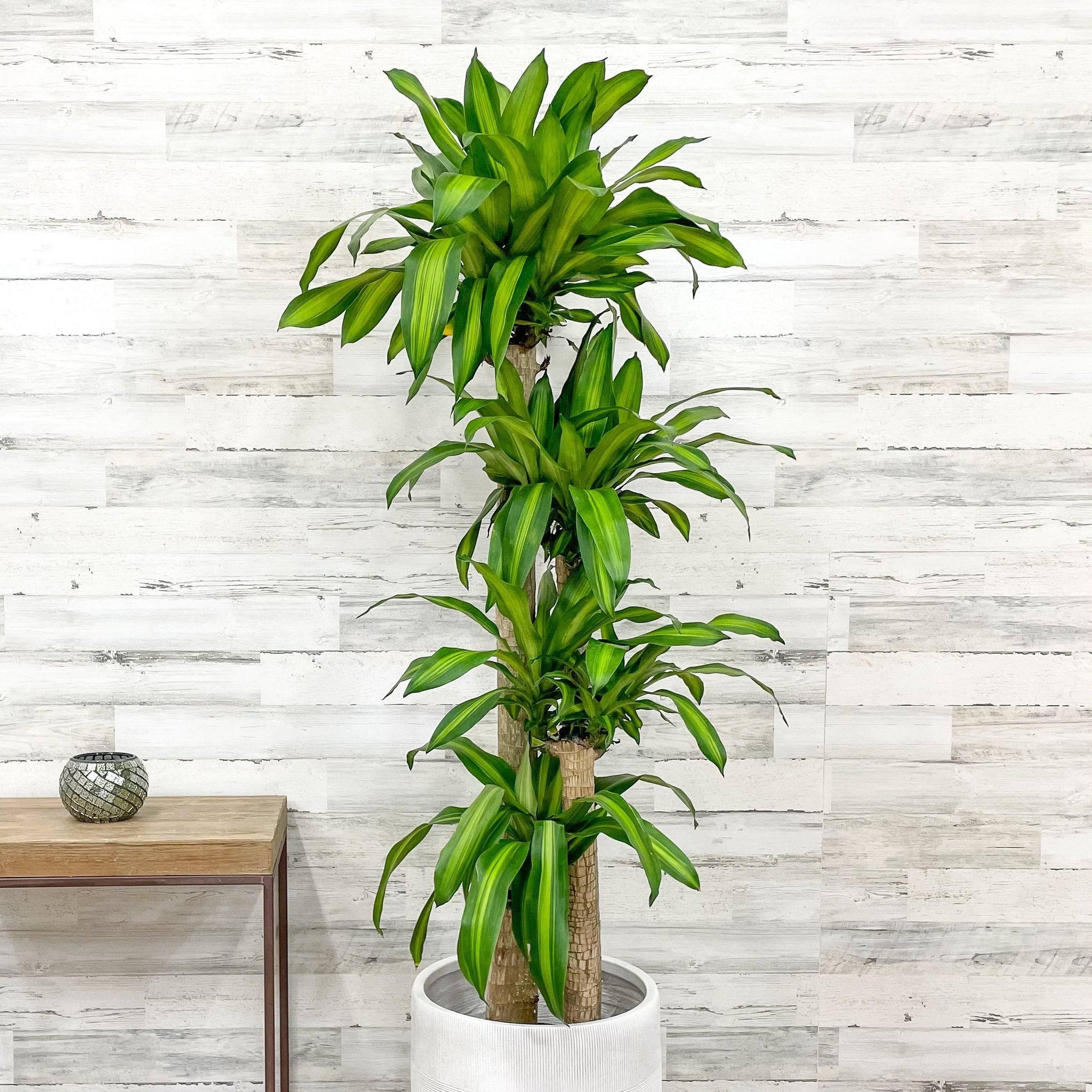 Dracaena - Massangeana Cane - 14-inch Pot