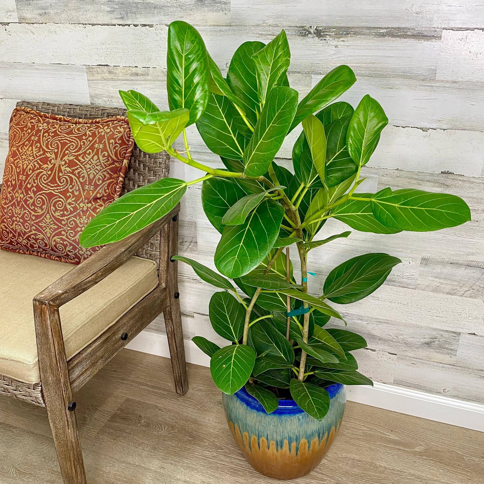 Ficus - Audrey - 10-inch