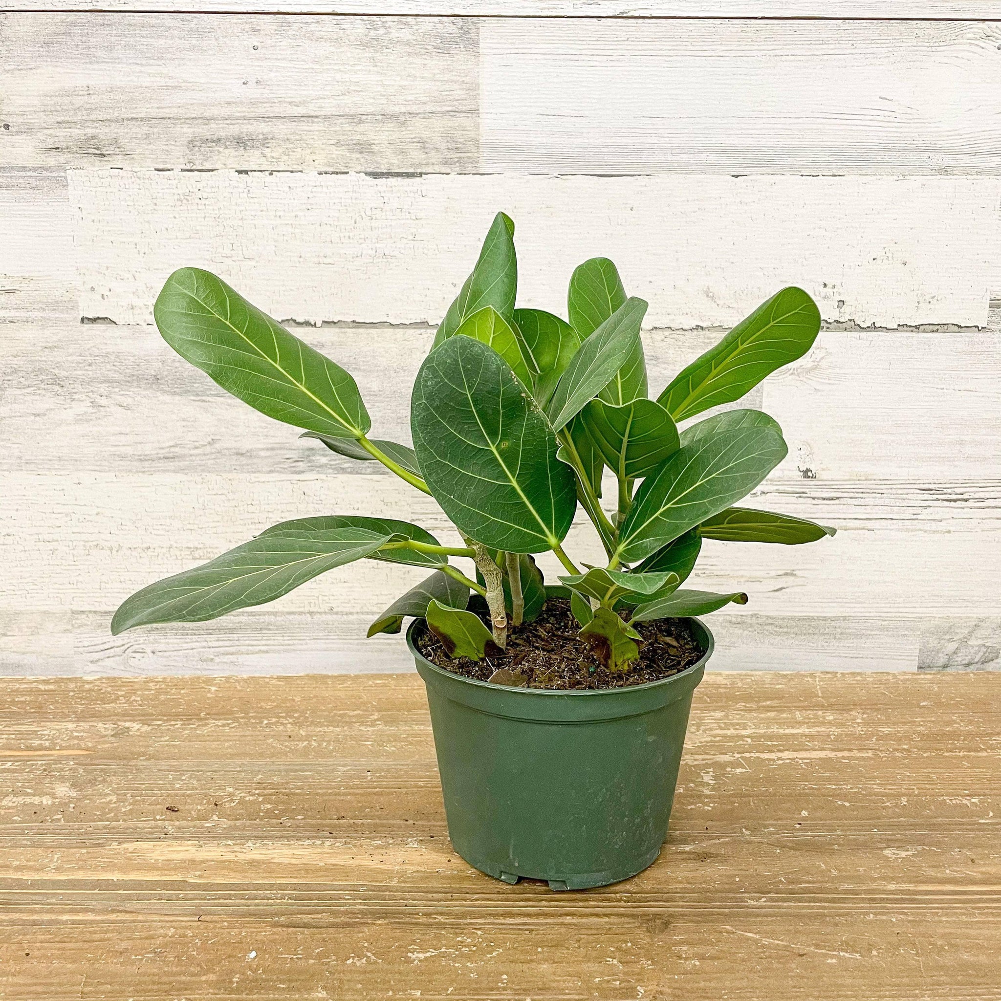 Ficus Audrey - 6-inch Pot