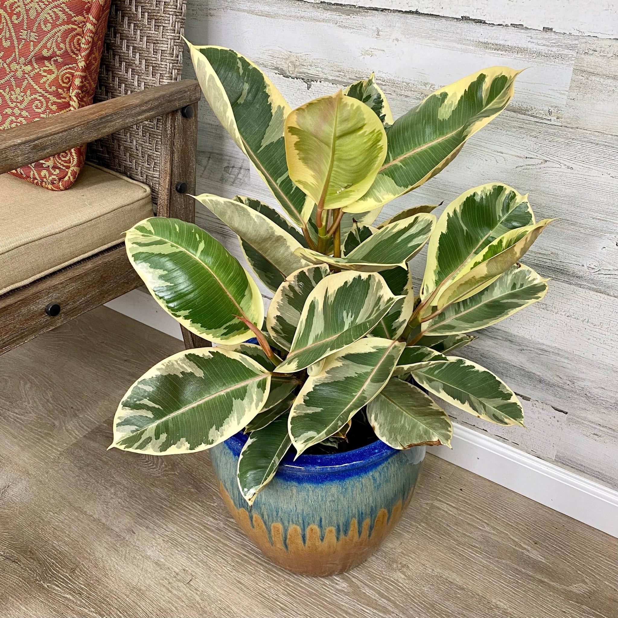 Ficus - Tineke - 10-inch