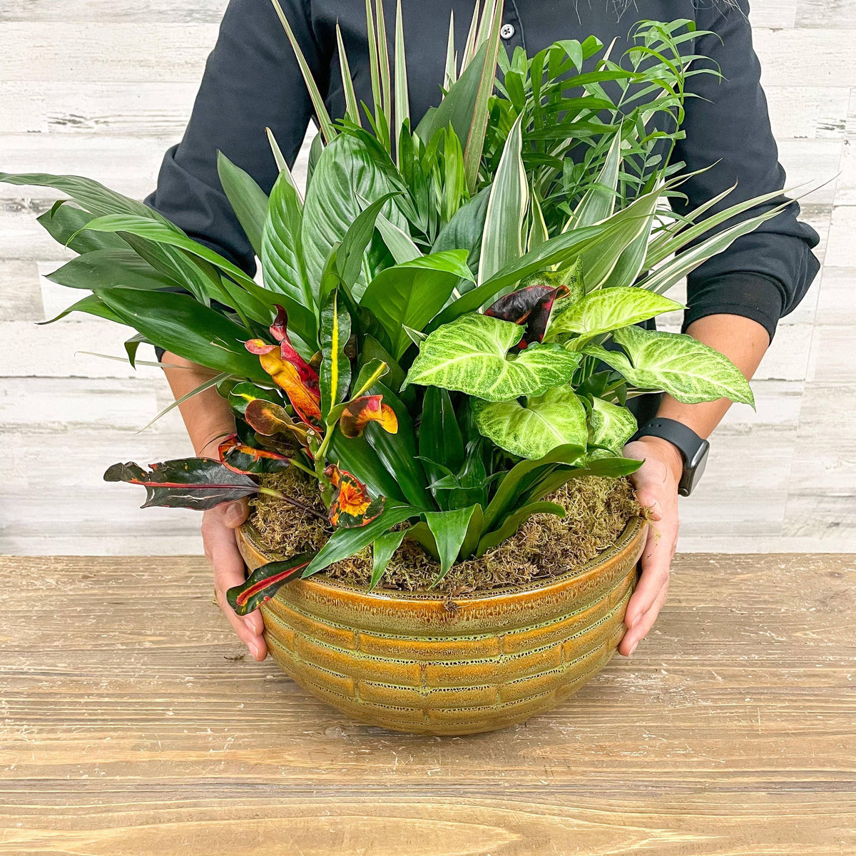 Foliage Dish Garden Planter - Assorted - 12-inch - Ceramic Pot