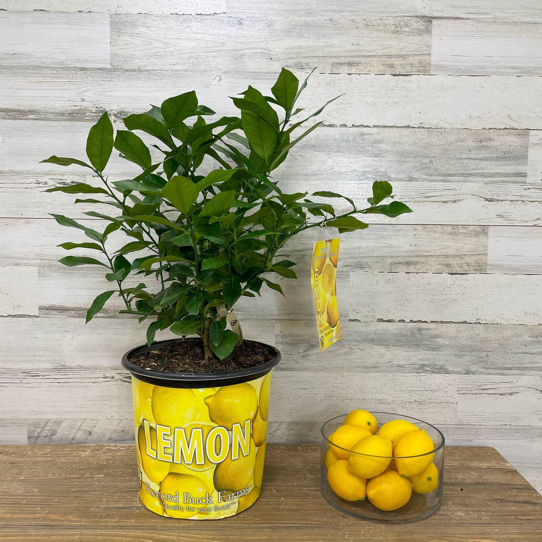 Bright Light Indoor Plants | Hicks Nurseries