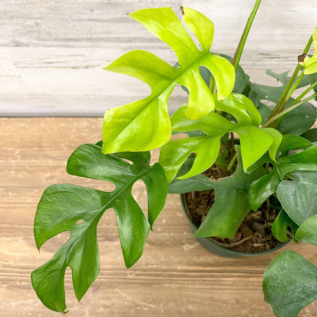 Mini Monstera - 6-inch Pot