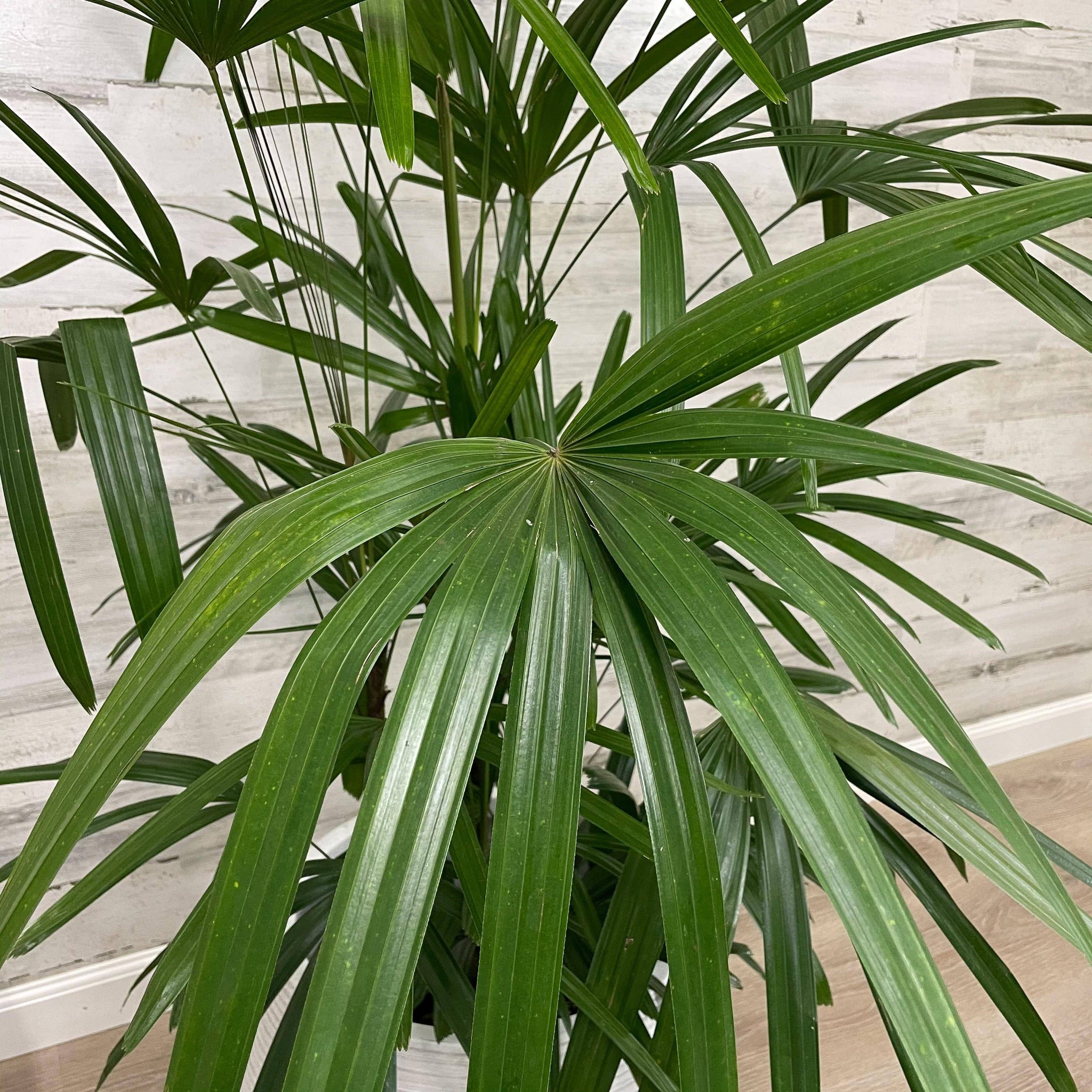 Palm - Rhapis - 10-inch Pot