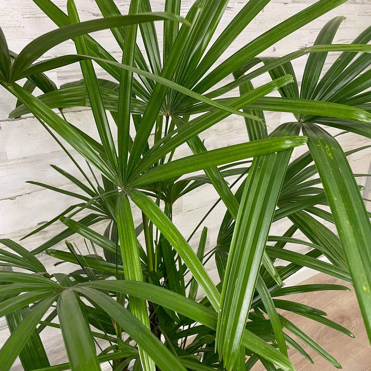 Palm - Rhapis - 10-inch Pot