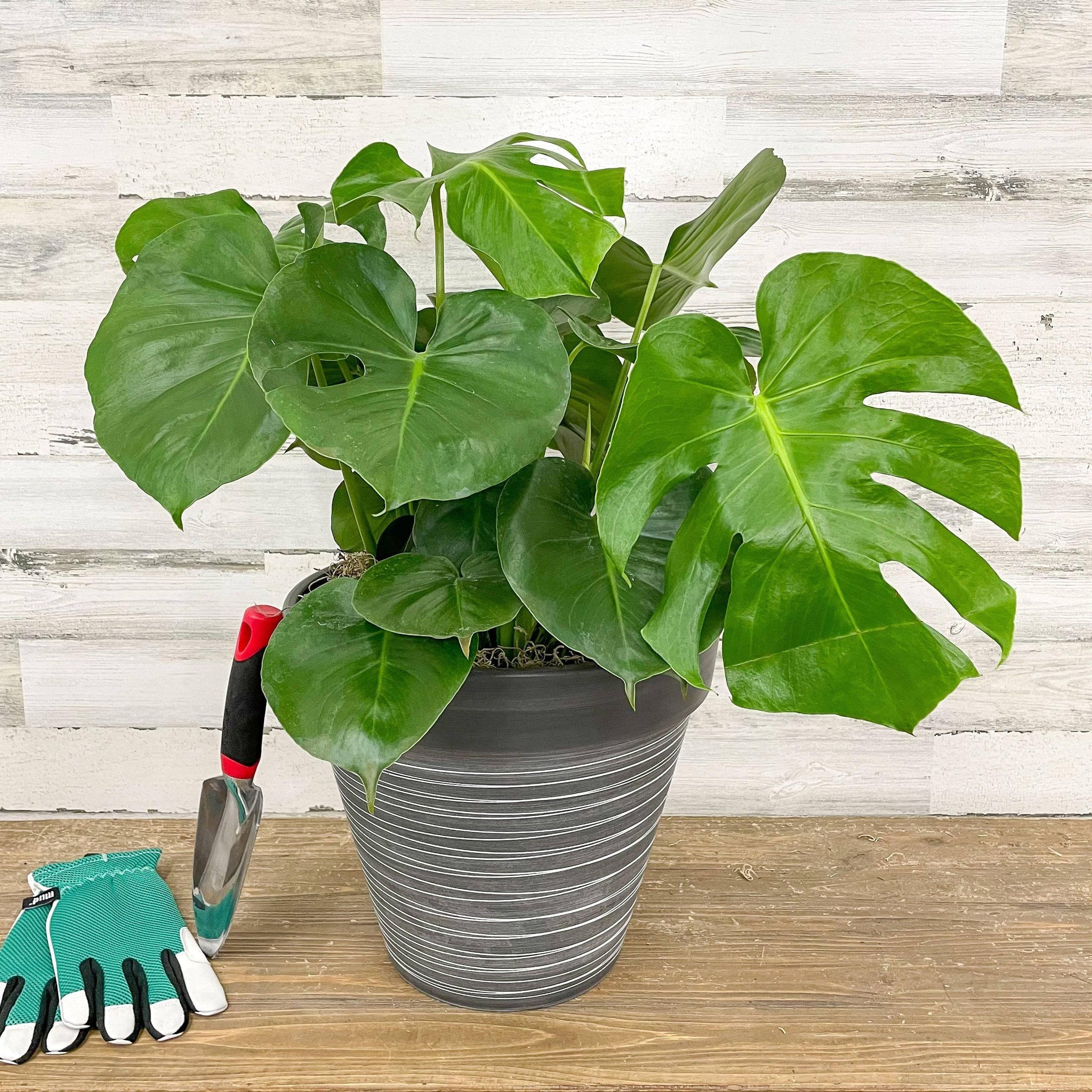 Philodendron - Monstera - 10-inch Pot