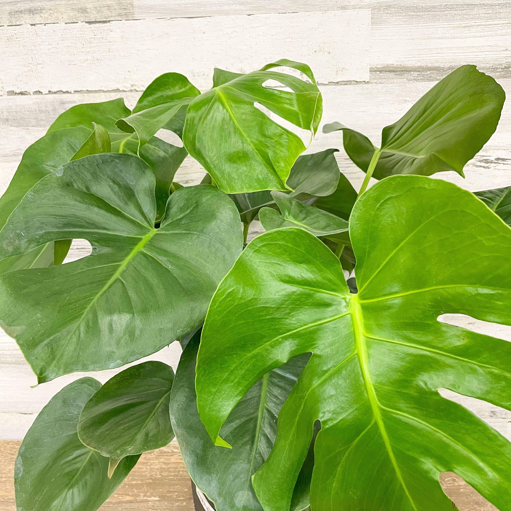 Philodendron - Monstera - 10-inch Pot