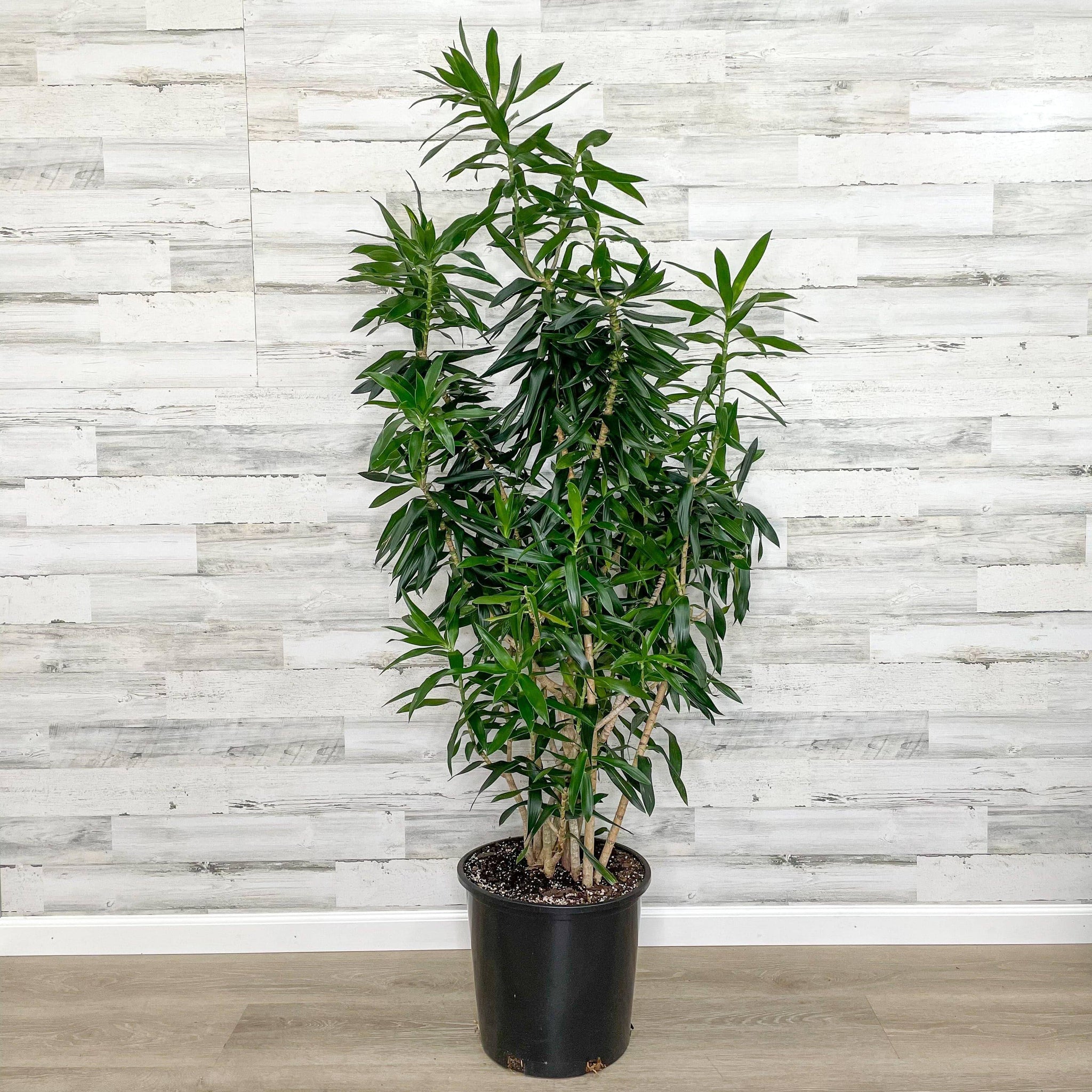 Pleomele - Reflexa - 14-inch