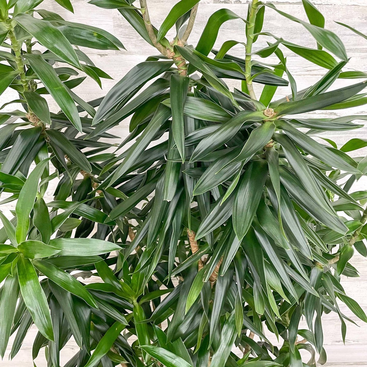 Pleomele - Reflexa - 14-inch