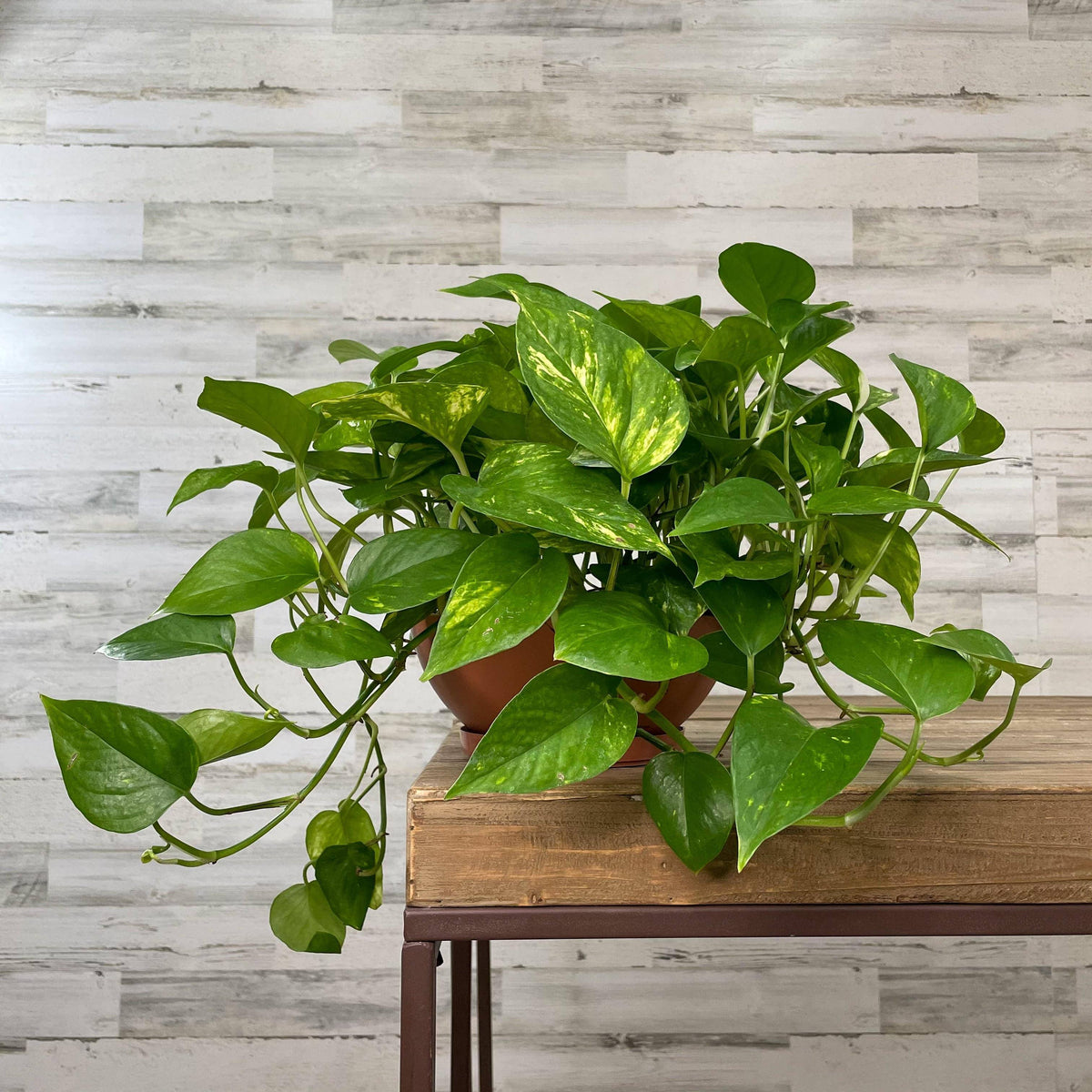 Pothos - Golden - 8-inch Bulb Pan