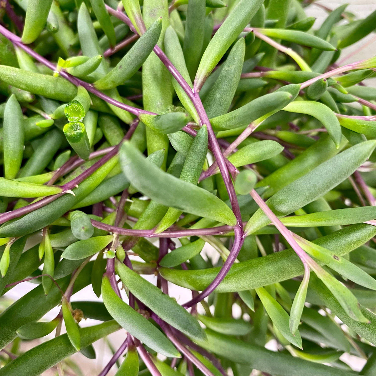 Ruby Necklace - Hanging Basket - 6-inch