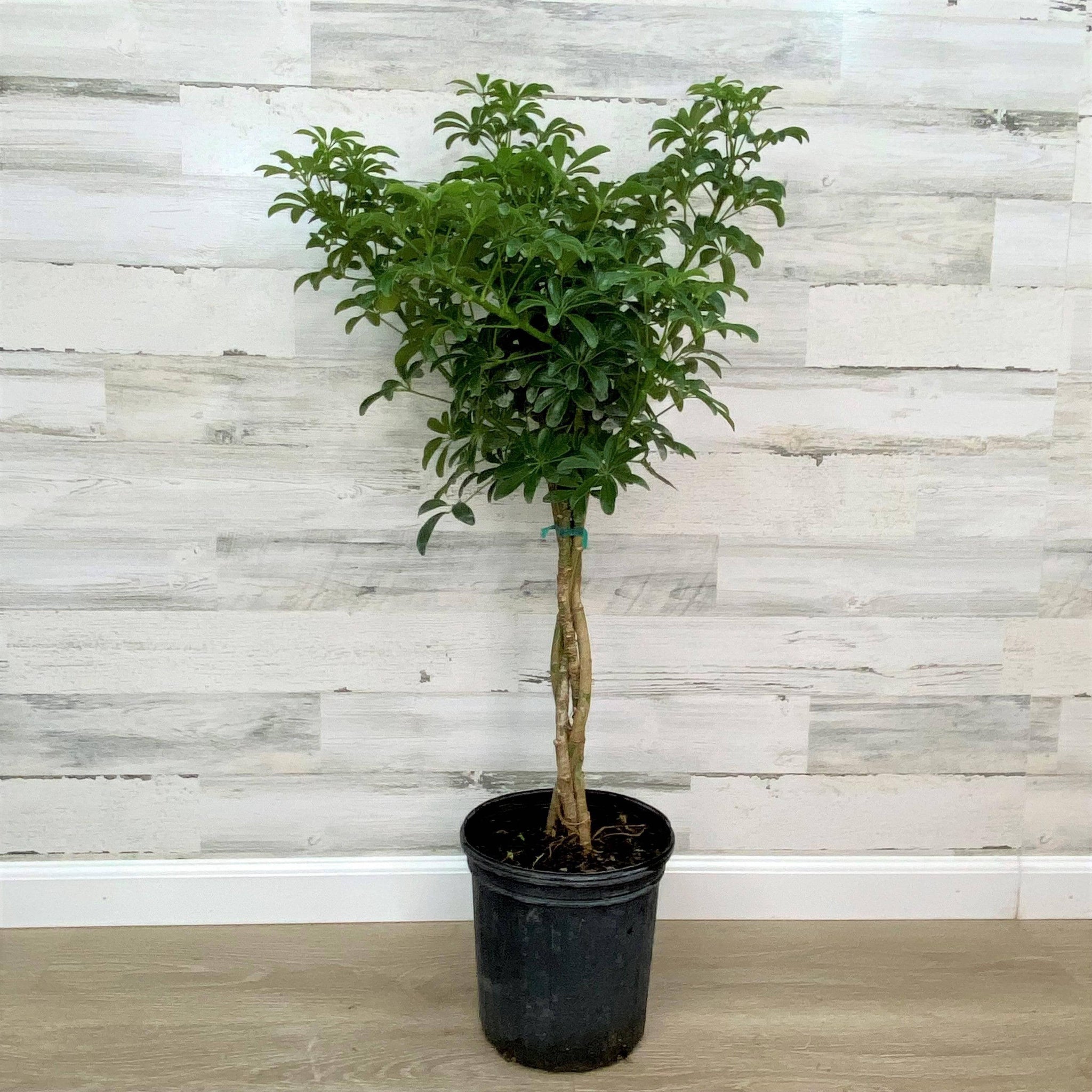 Schefflera - Braided Tree - 8-inch