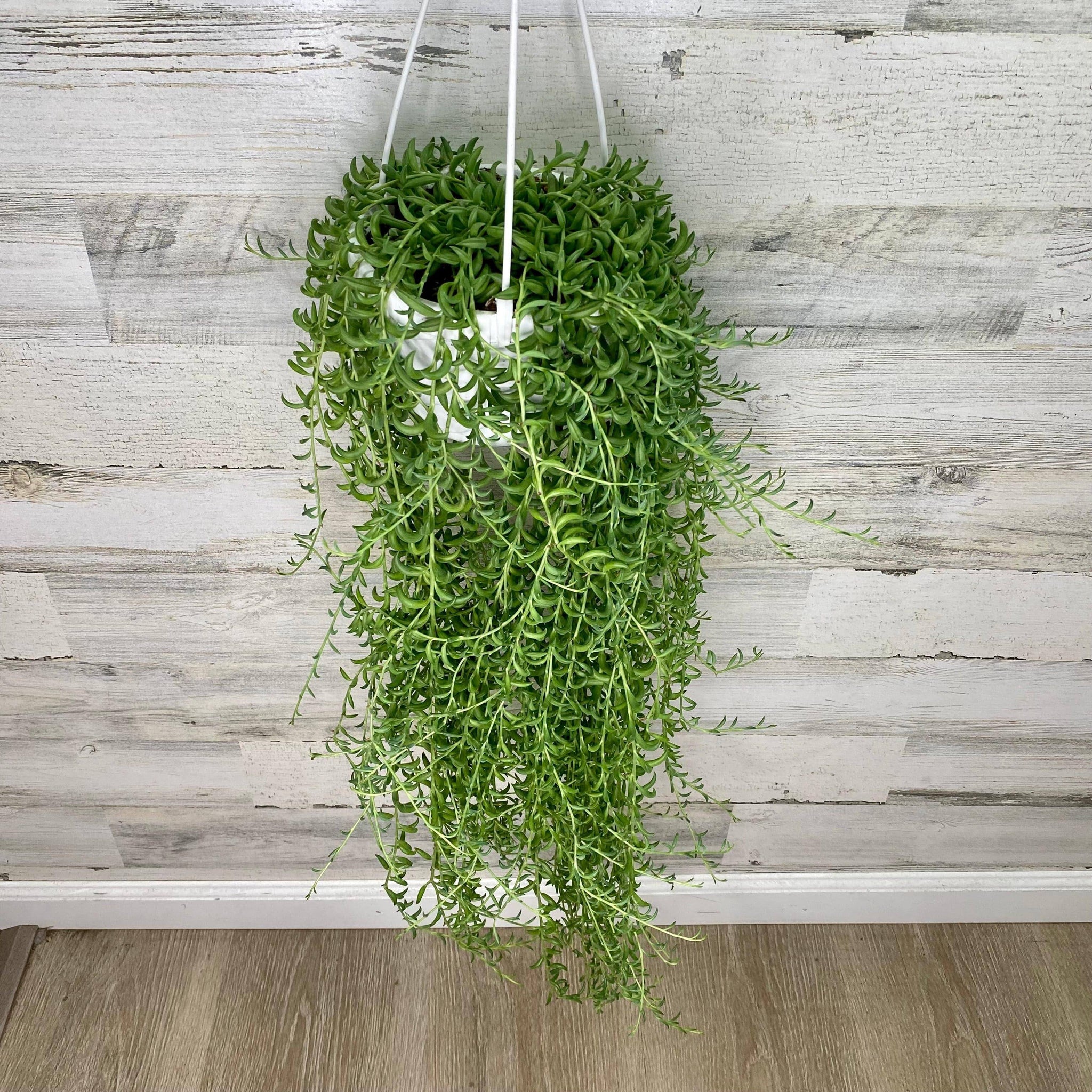 String of Bananas - Hanging Basket - 6-inch