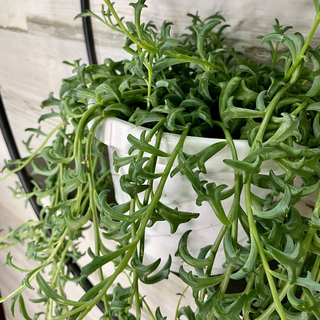 String of Dolphins - Hanging Basket - 6-inch